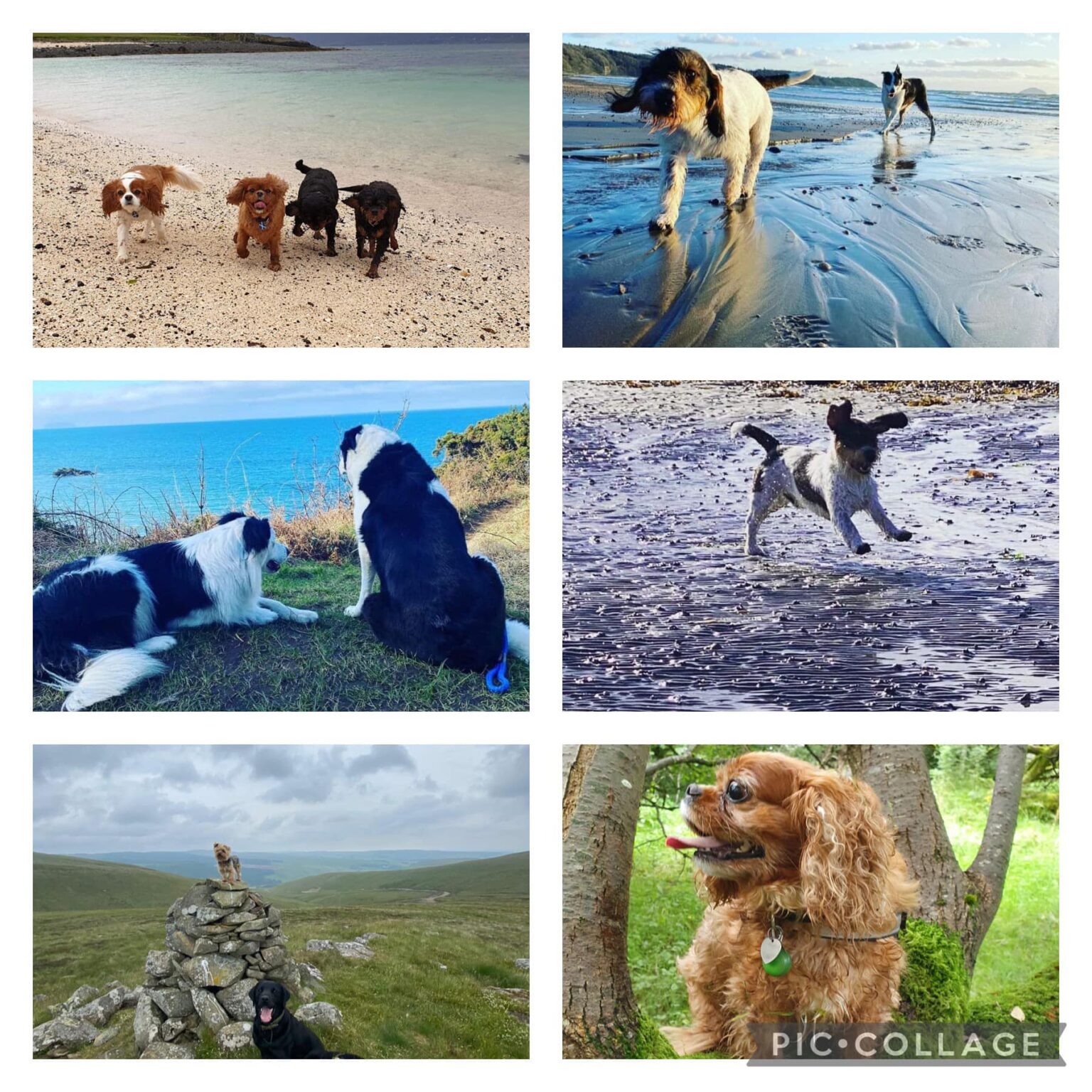 Share Your Weekend Pet Pictures – County Vets